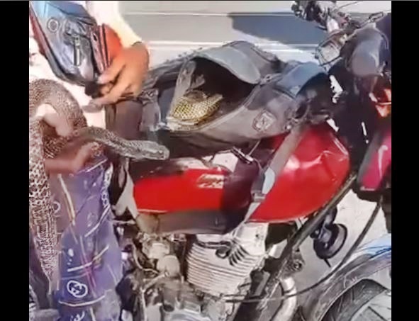 Motorcycle Rider Caught w/ 9 Cobras at Cotabato Checkpoint | PhilNews