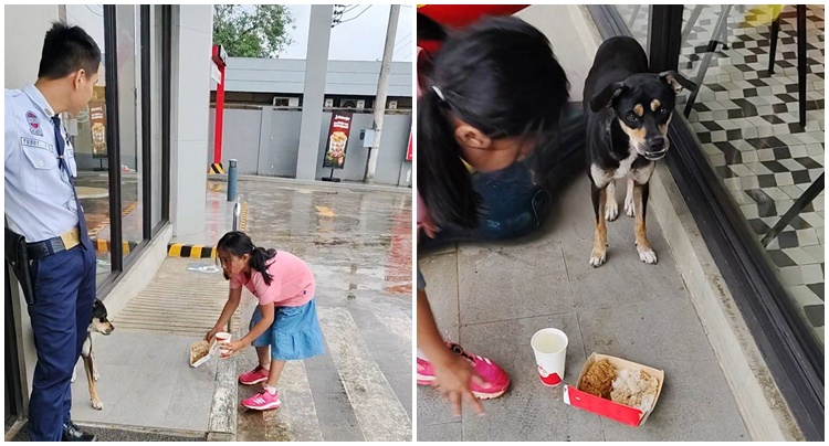 Young Girl Earns Praise Online After Feeding Stray Dog| PhilNews