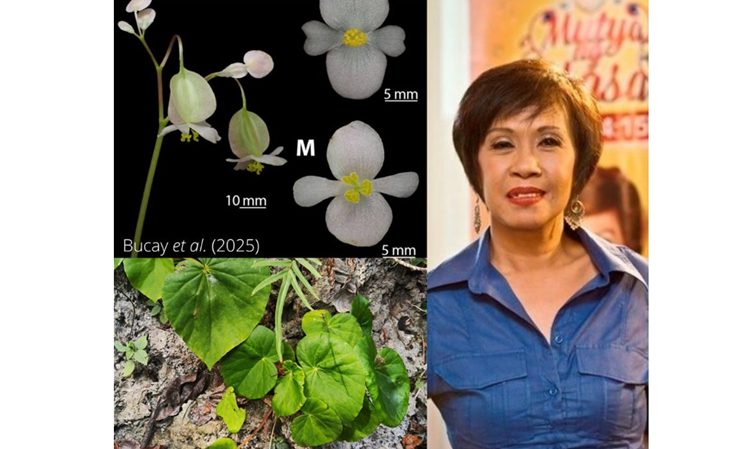 This New Flower Species Honors Doris Bigornia—Find Out Why It’s So ...