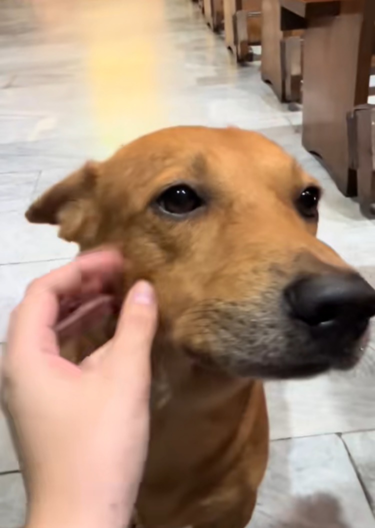 Priest’s Pet Dog Goes Viral for Attending Mass in Las Piñas | PhilNews