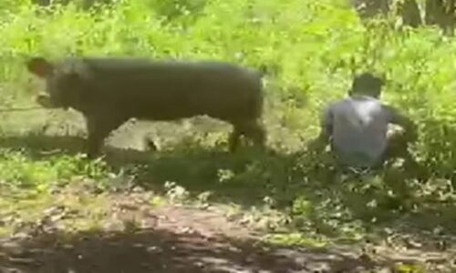Disturbing Pig Incident Goes Viral, Triggers Calls for Investigation ...