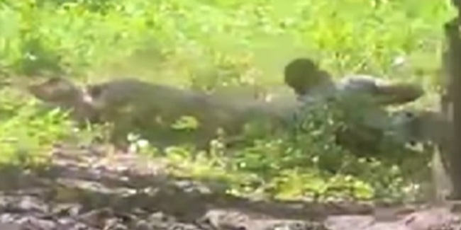 Disturbing Pig Incident Goes Viral, Triggers Calls for Investigation ...