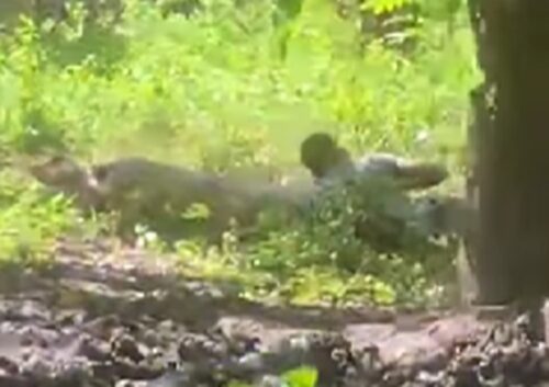 Disturbing Pig Incident Goes Viral, Triggers Calls for Investigation ...