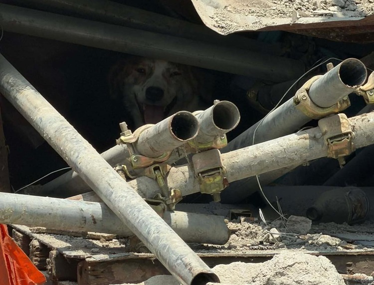 Dog Miraculously Survives Collapsed Building in Pampanga | PhilNews
