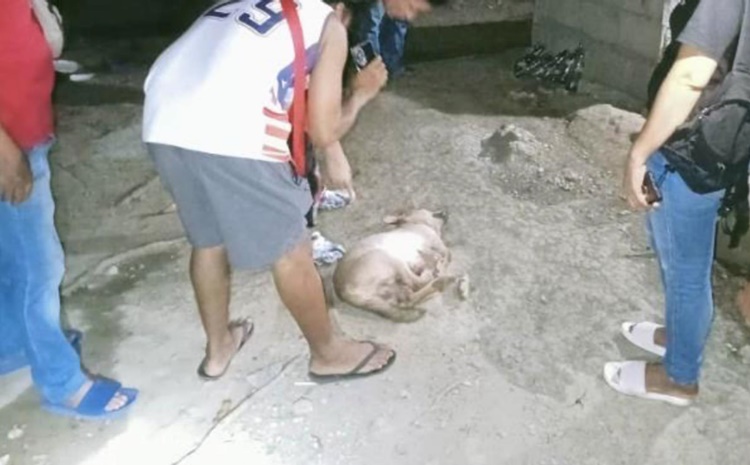 Man Arrested After Shooting Dog in Nueva Vizcaya Incident | PhilNews